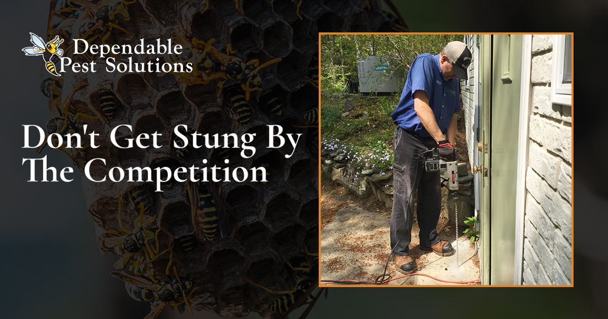 Nuisance Wildlife Control In Dover, NH | Dependable Pest Solutions