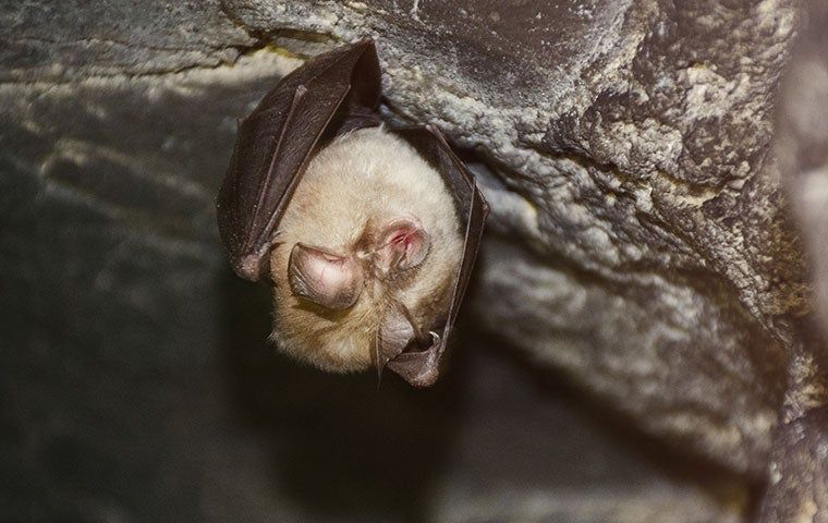What Do Bats Do During The Winter? | Dependable Pest Solutions